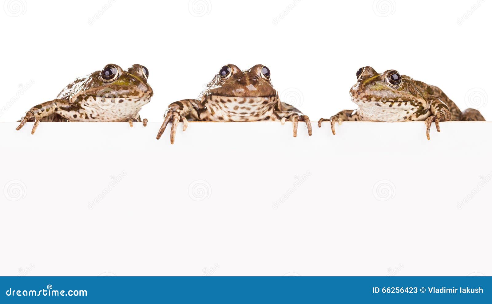 Three Frogs Royalty-Free Stock Photo | CartoonDealer.com #39371187