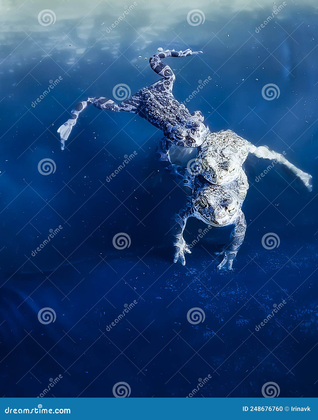 Three Frogs in a Pond, River, Swamp. Photo Stock Photo - Image of ...