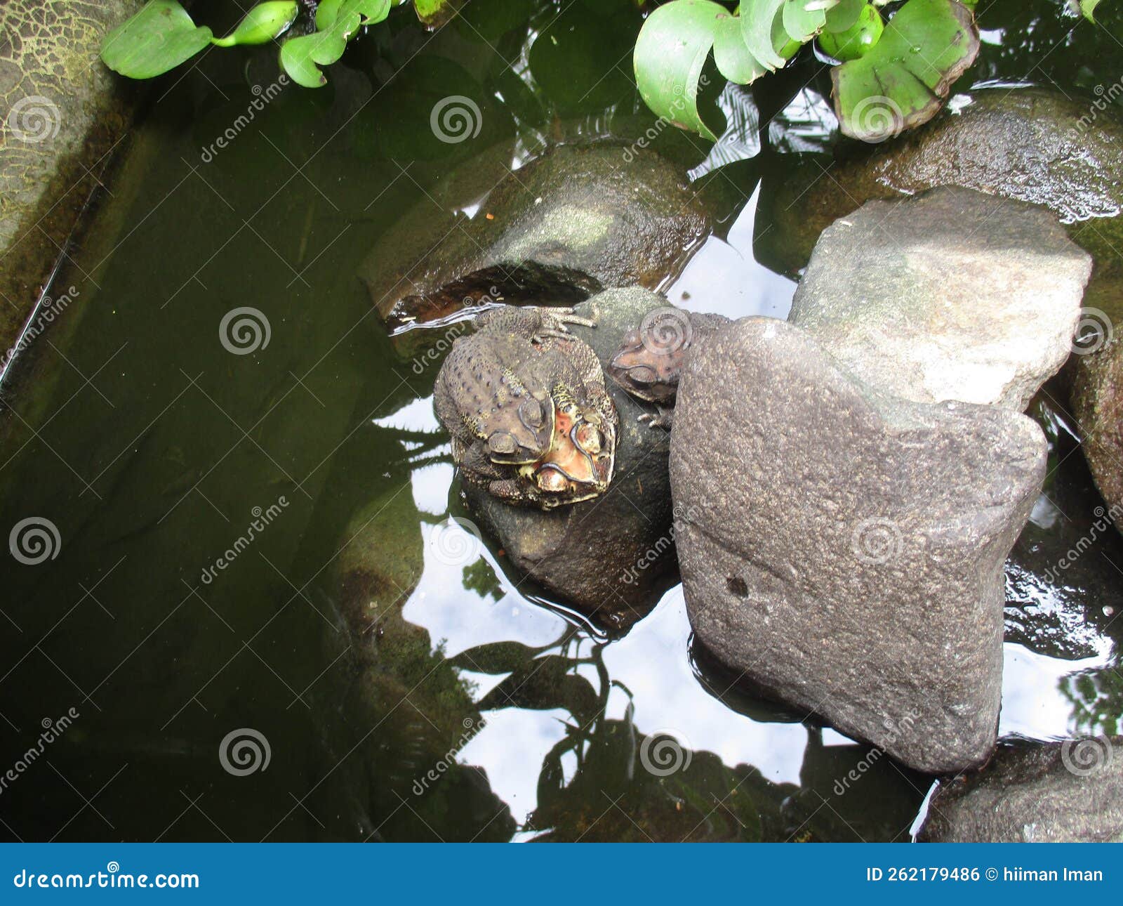 Three Frogs Resting On A Piece Of Wood In The River. Reflection Of ...
