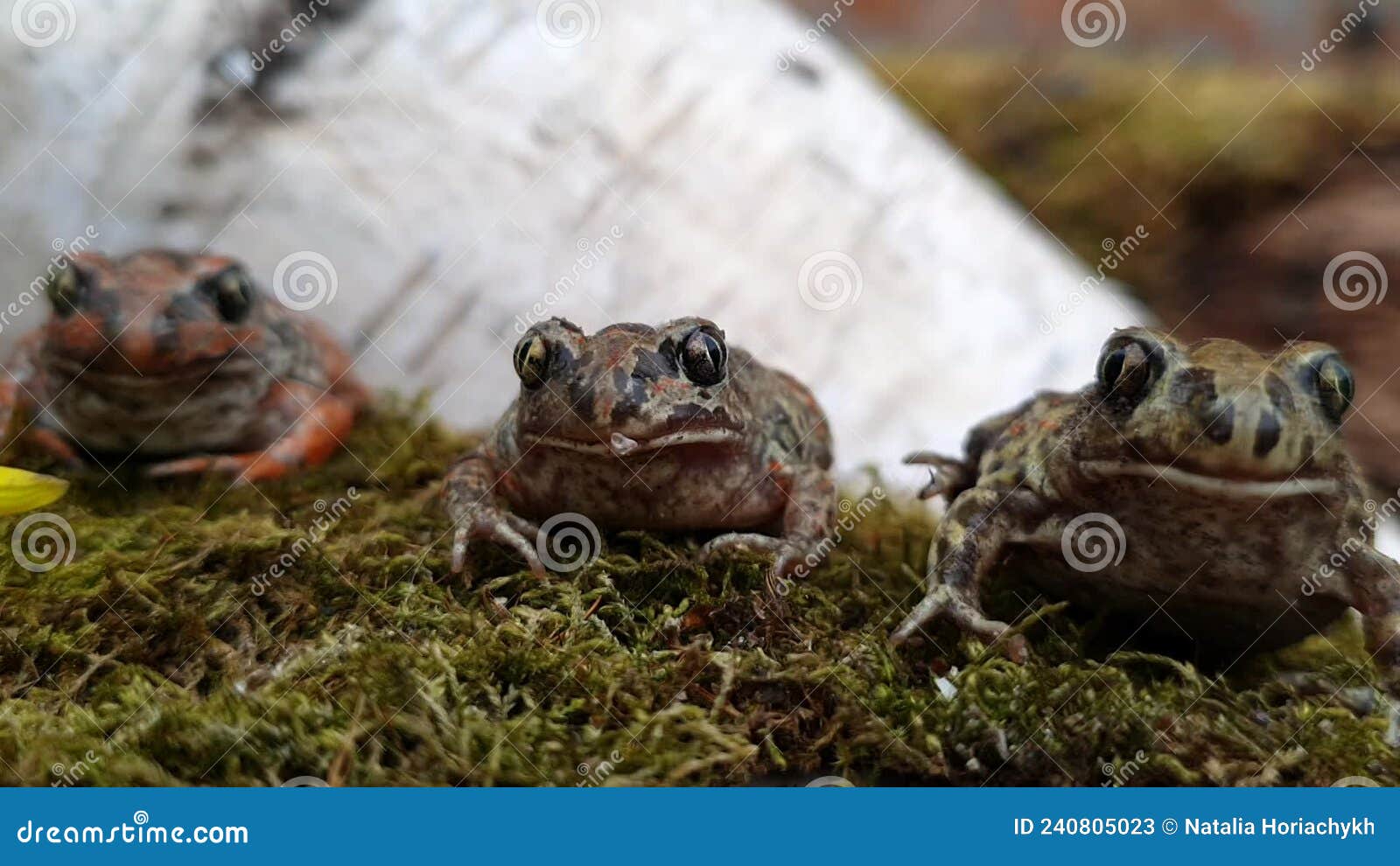 Three Frogs Sit Side by Side. Cute Three Wild Frogs in Spring. Stock ...
