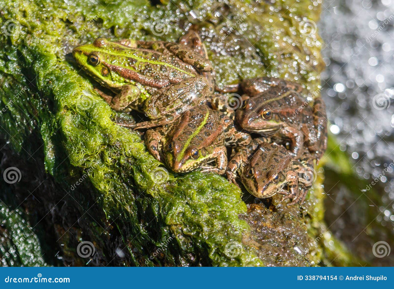 Three Frogs are Sitting on a Green Rock. Stock Photo - Image of detail ...