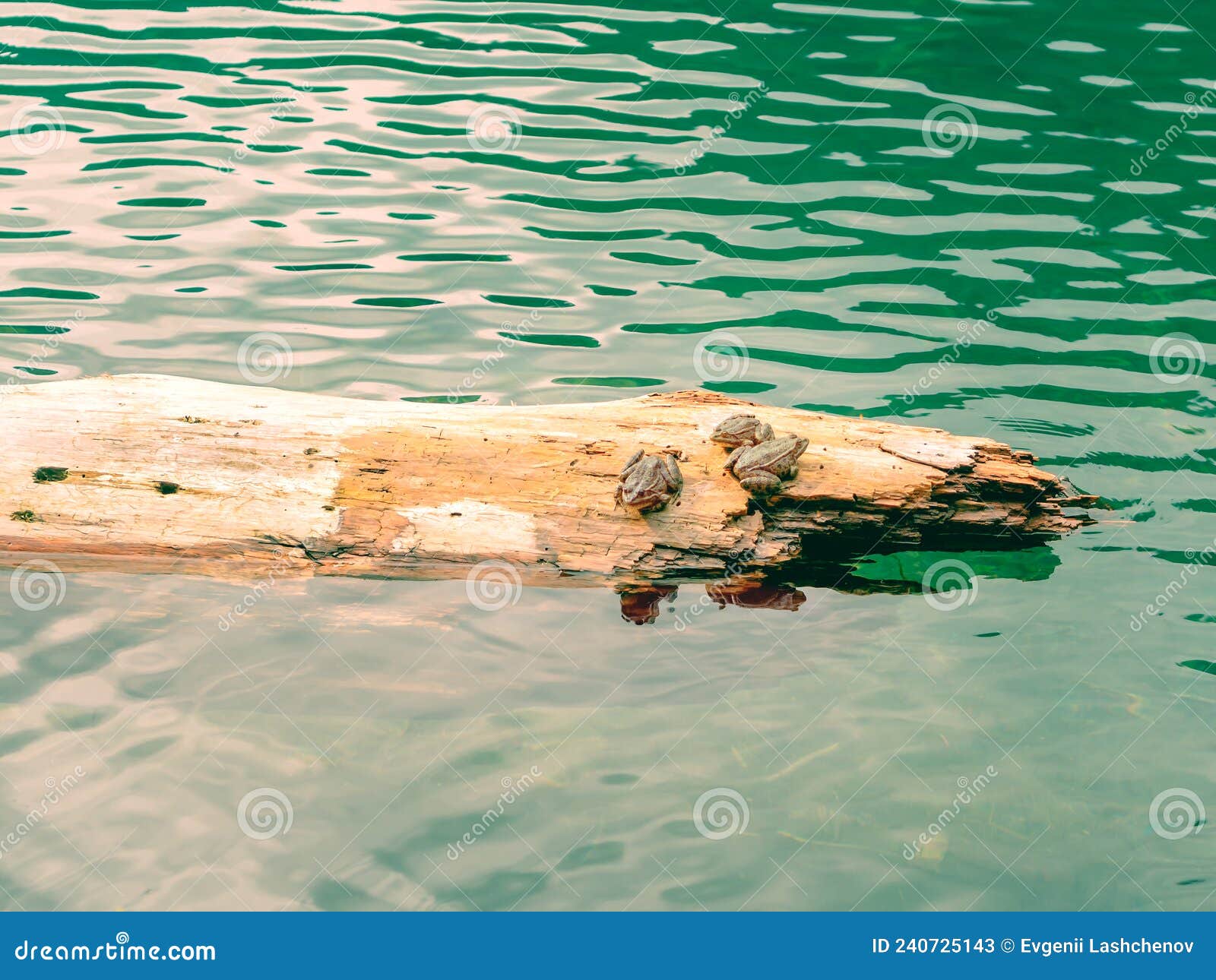 Three Frogs are Sitting on a Log Floating in the Clear Calm Water of ...