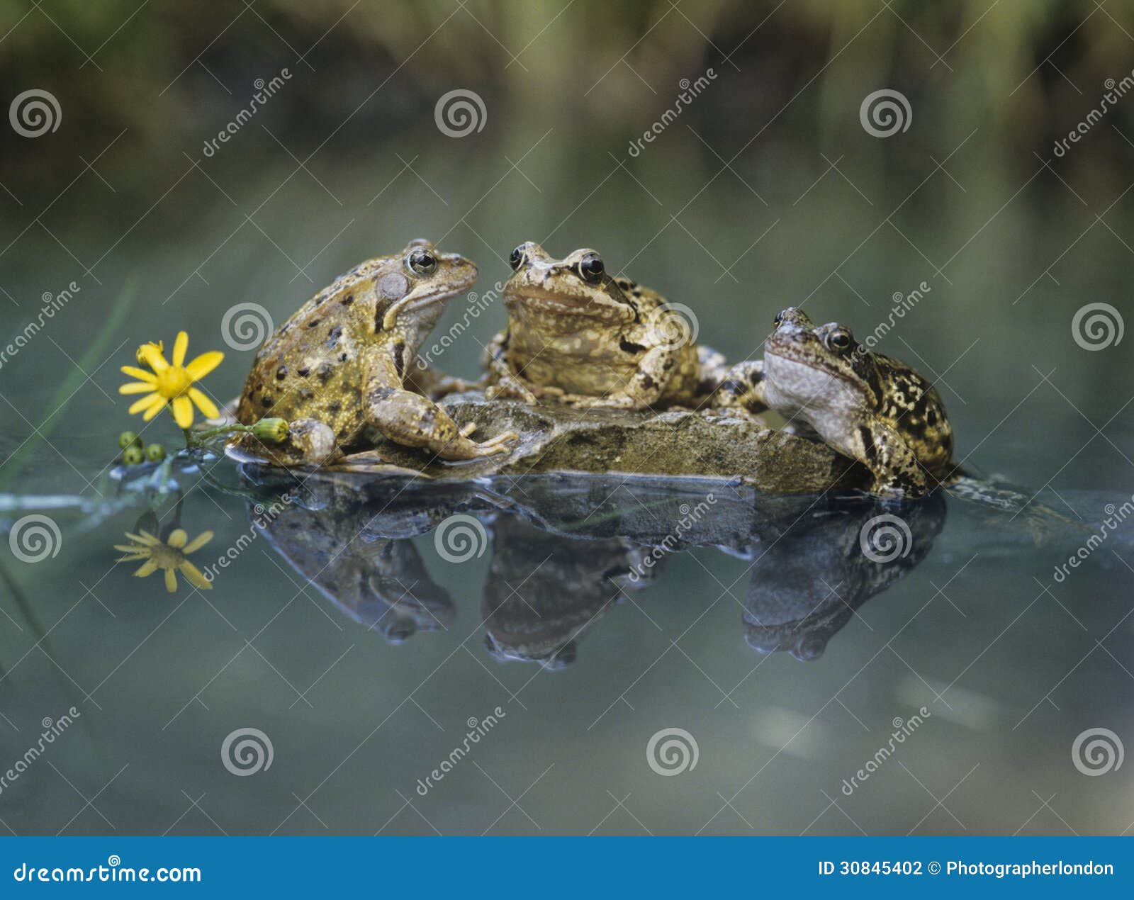 Three Frogs Mating On The Road Royalty-Free Stock Photography ...