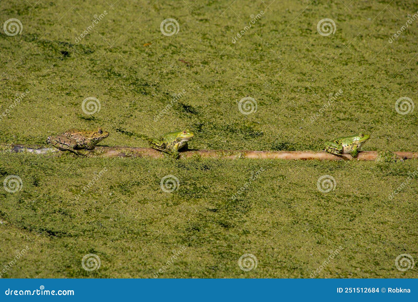 Three Frogs Sitting on a Wooden Pole Stock Photo - Image of frog, frogs ...