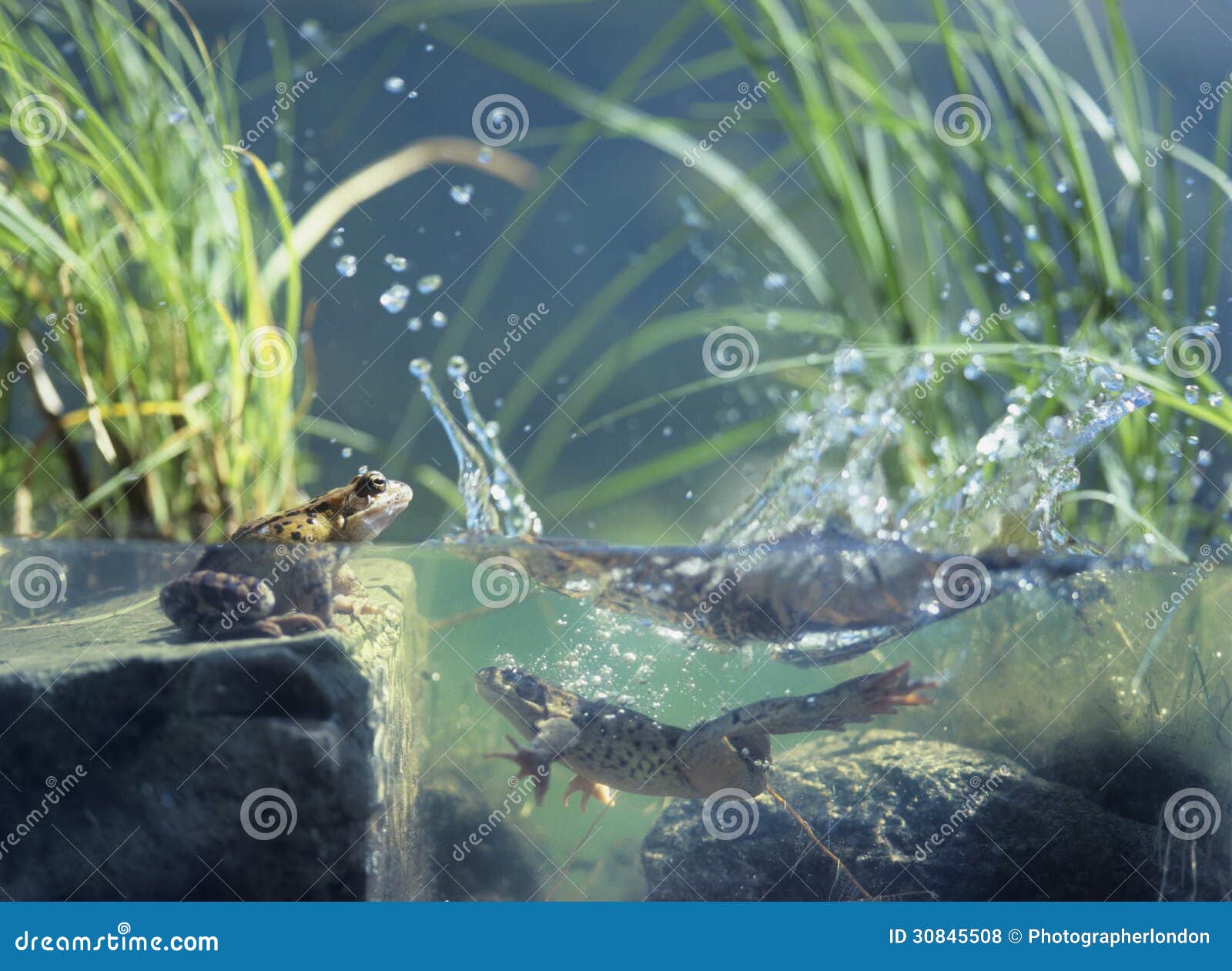Three Frogs in Water Surface View Stock Photo - Image of water, biology ...