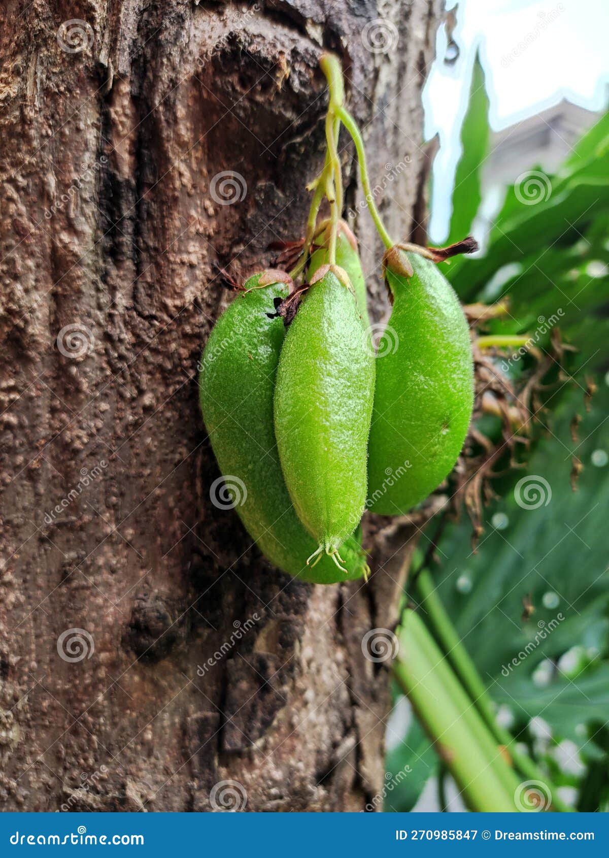 Three fruit bilimbi stock image. Image of leaves, closeup - 270985847