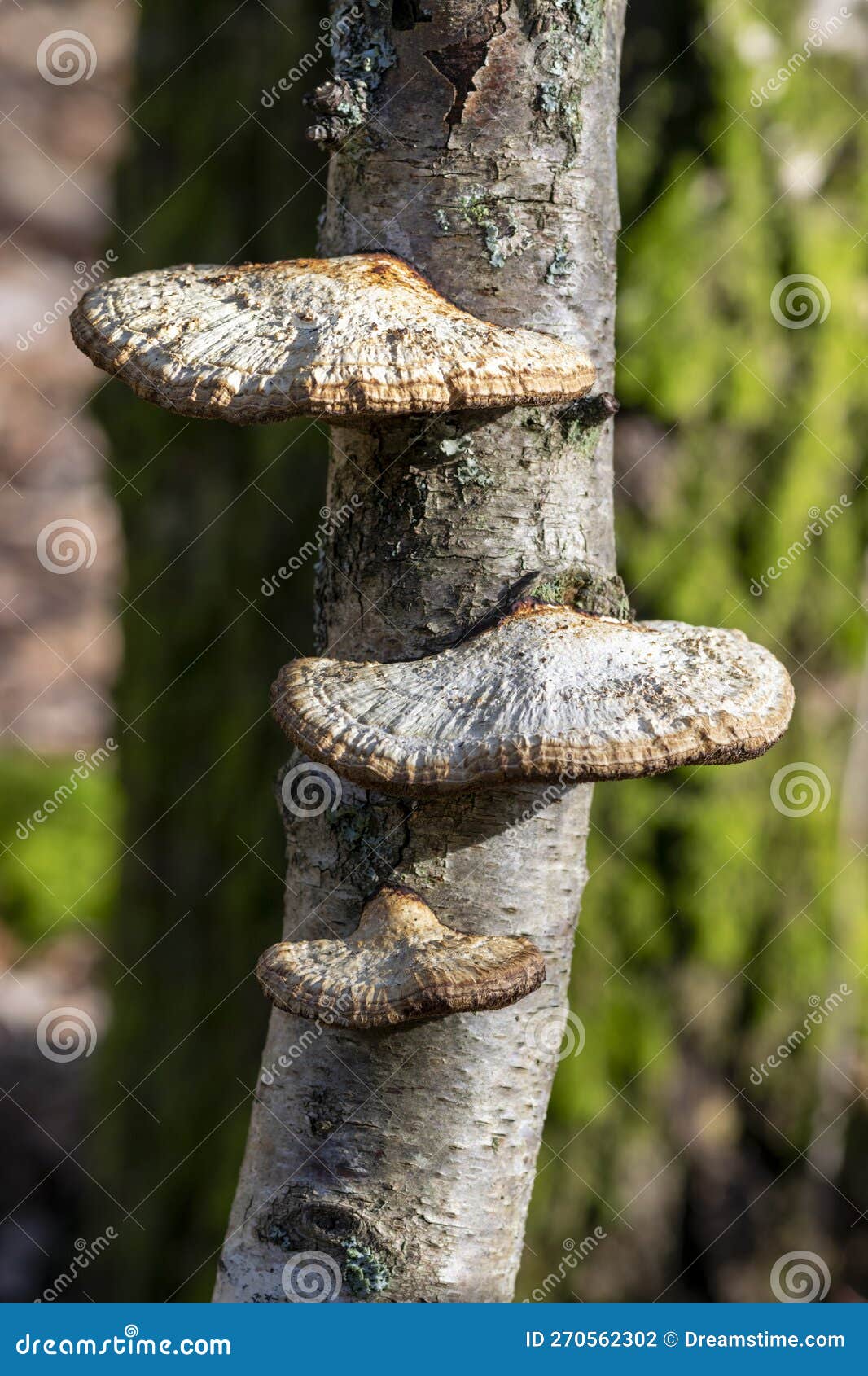 Three Fungi Growing on the Side of a Tree Stock Photo - Image of side ...