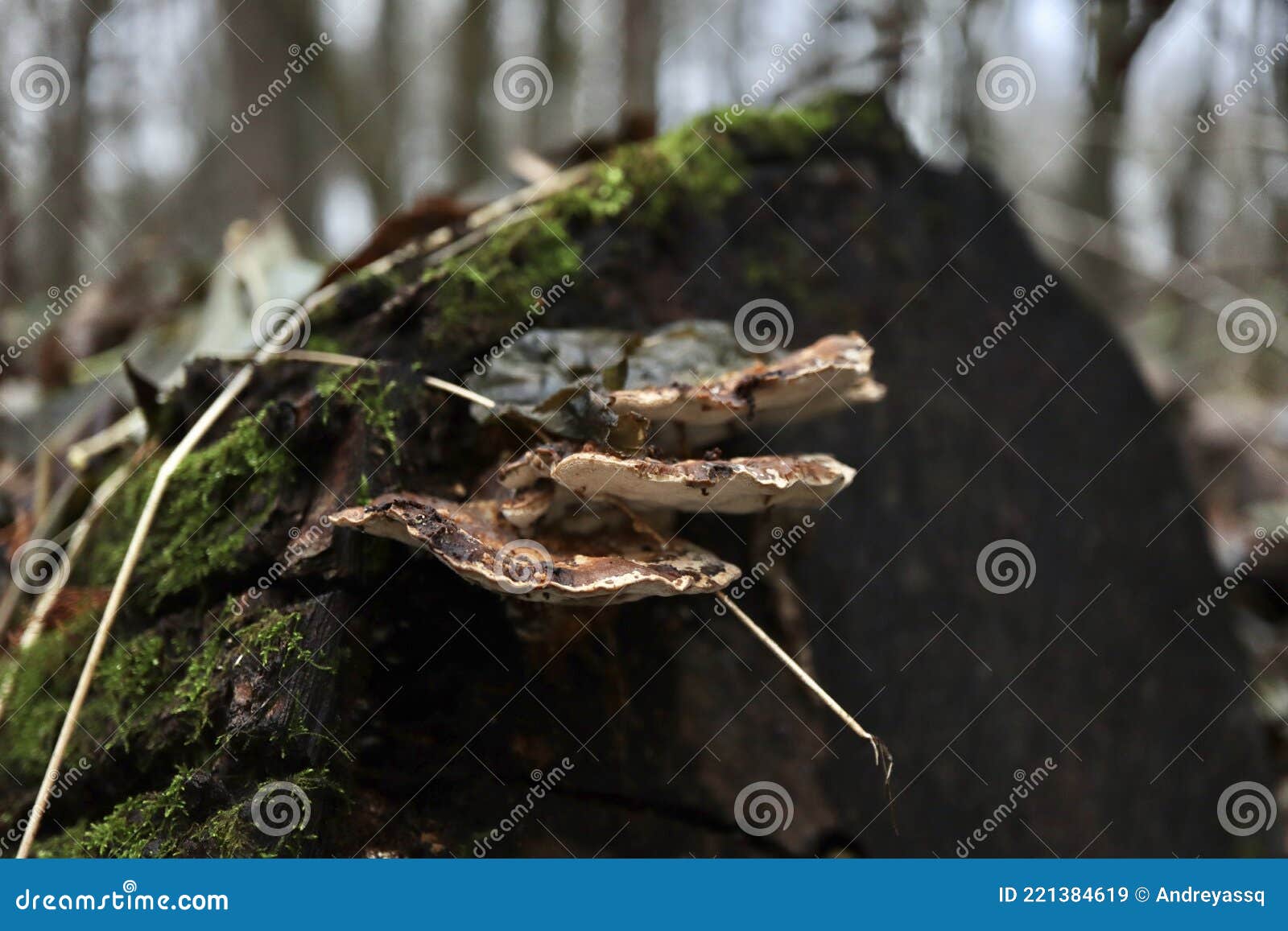 Three fungi on a log stock image. Image of mushroom - 221384619