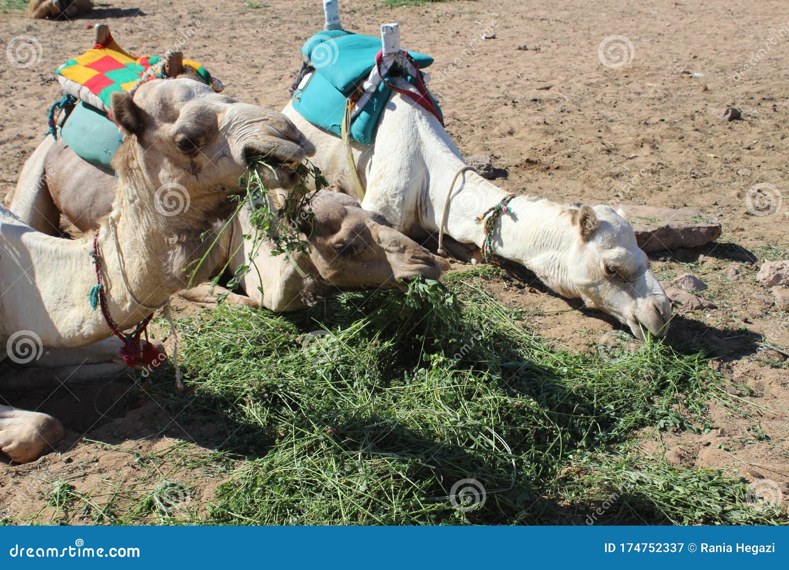 Three Funny Camels Resting in the Sand and Eating Clover Stock Image ...