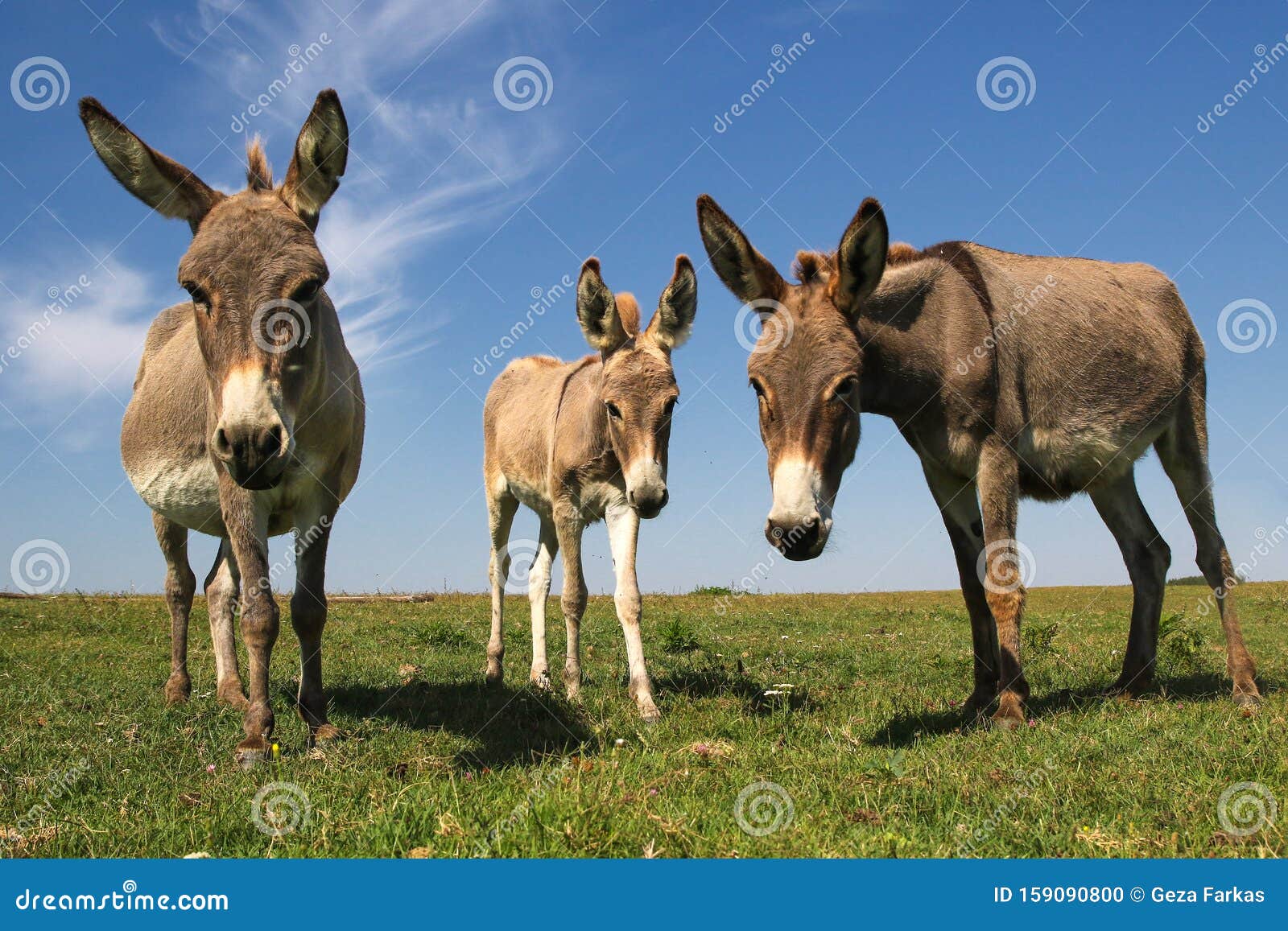 Three Funny Curious Donkeys is Staring Stock Photo - Image of brown ...