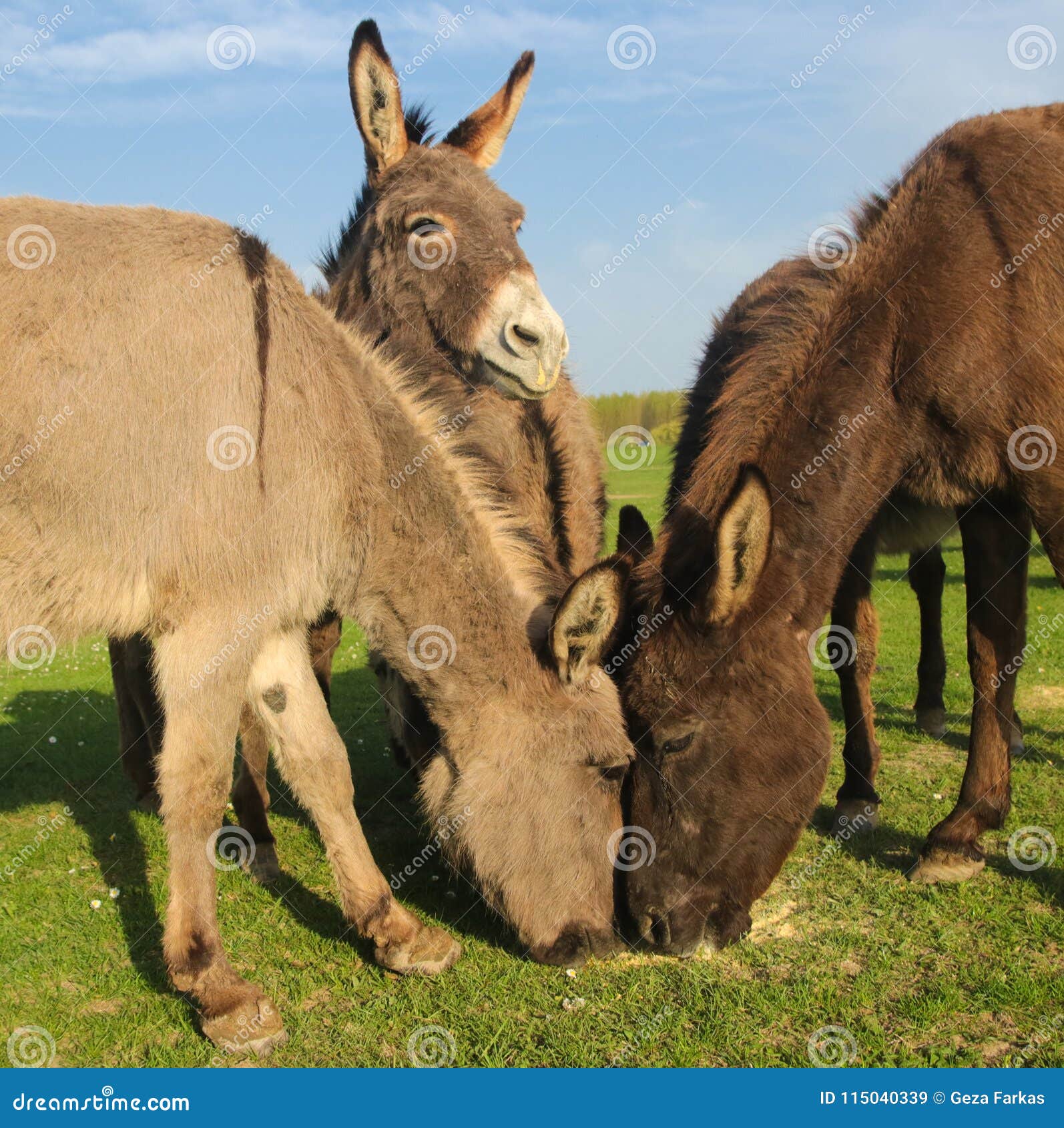 Three funny donkeys stock image. Image of standing, green - 115040339