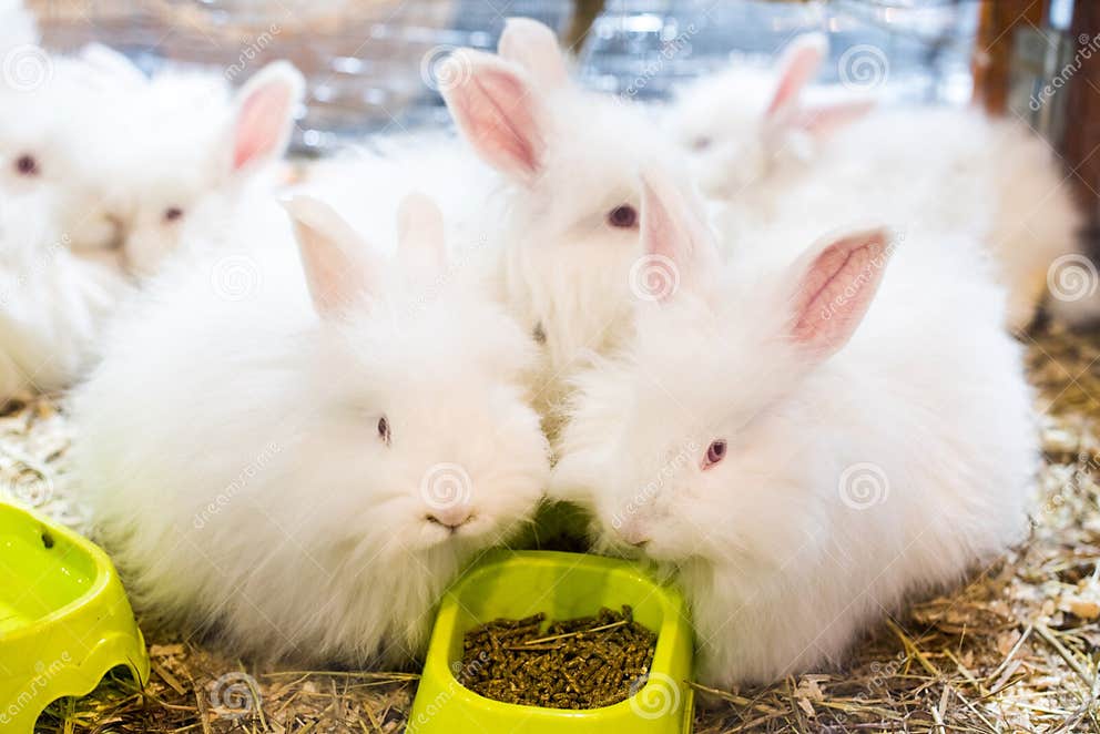 Three Funny Fluffy White Angora Rabbit in a Cage Stock Image - Image of ...
