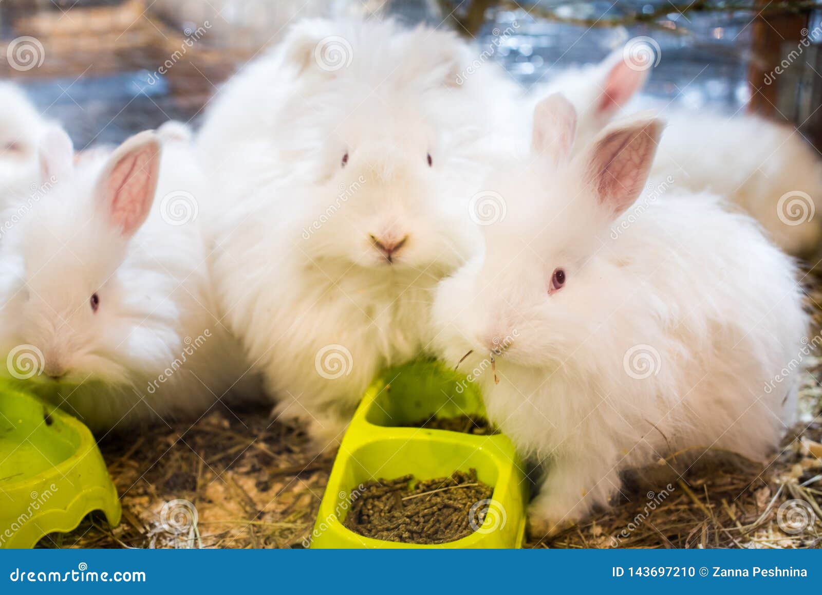 Three Funny Fluffy White Angora Rabbit in a Cage Stock Photo - Image of ...