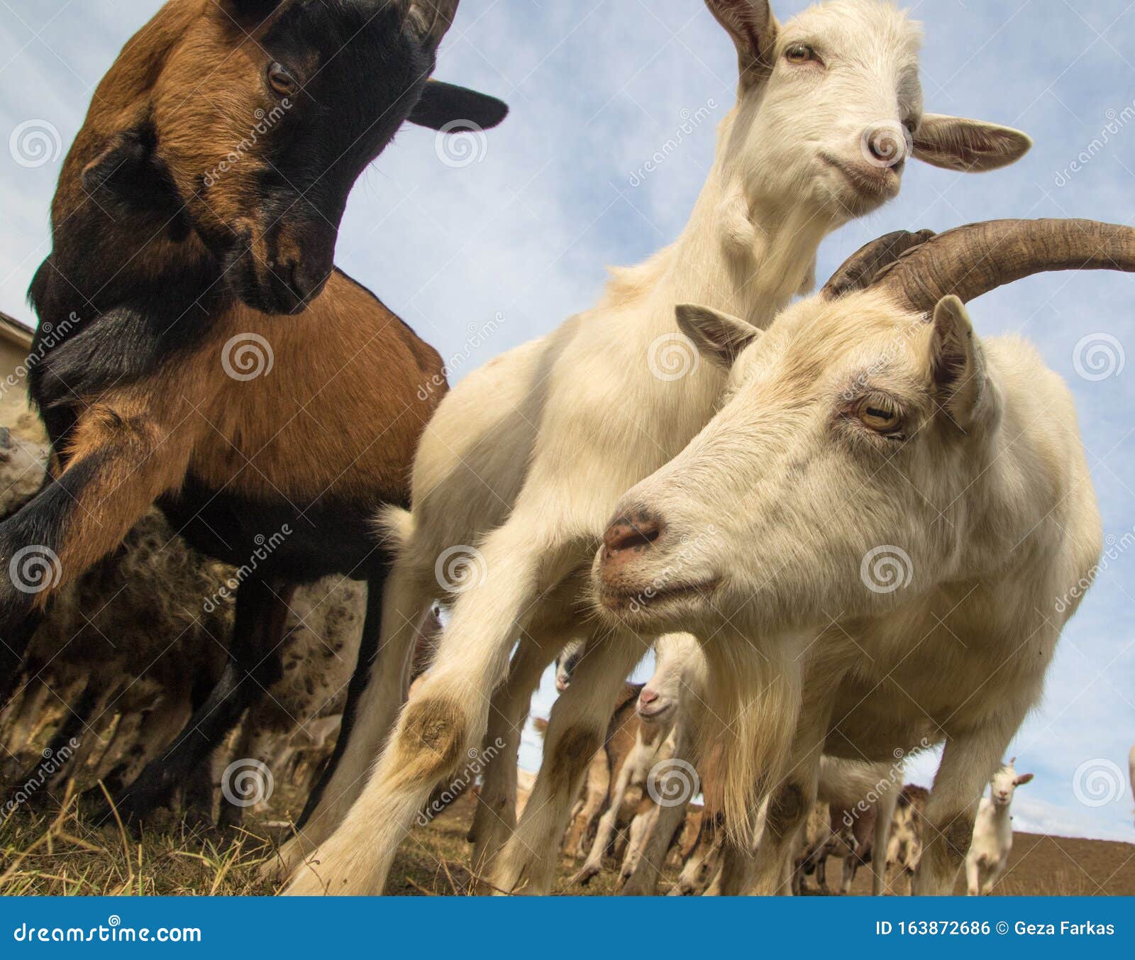 Two Funny Goats Standing With Chicken And Goose On Their Backs Stock ...