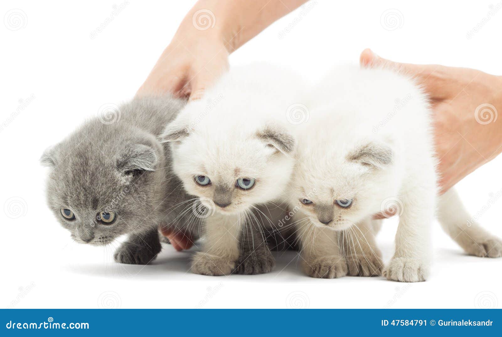 Three funny kitten stock image. Image of white, domestic - 47584791