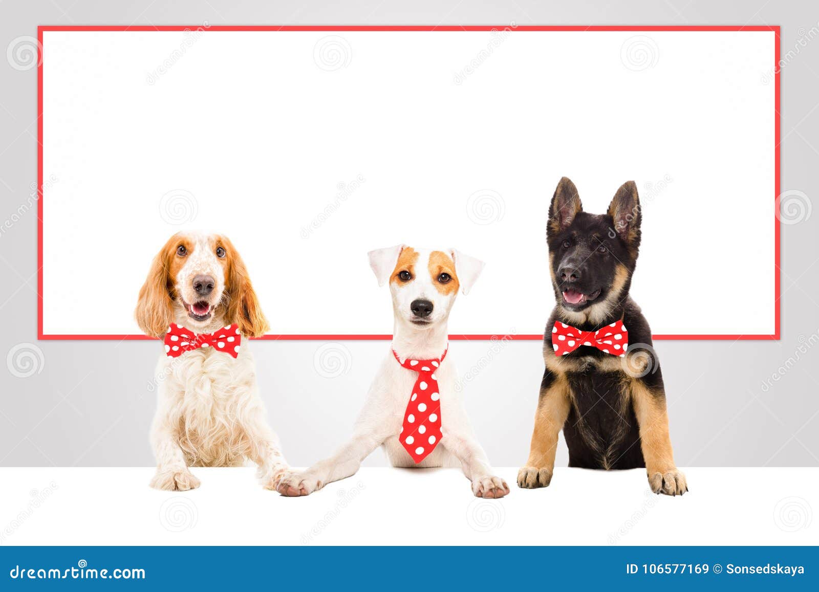 3,836 Funny Big Dogs Stock Photos - Free & Royalty-Free Stock Photos ...