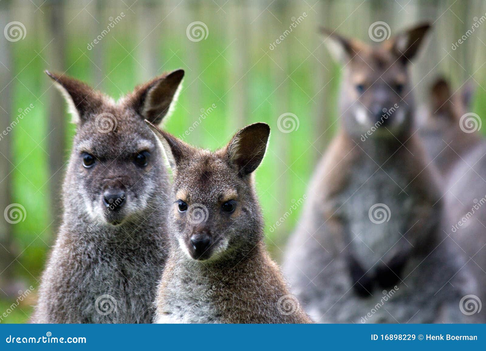 Three Funny Wallabies on a Row Stock Image - Image of face, furry: 16898229