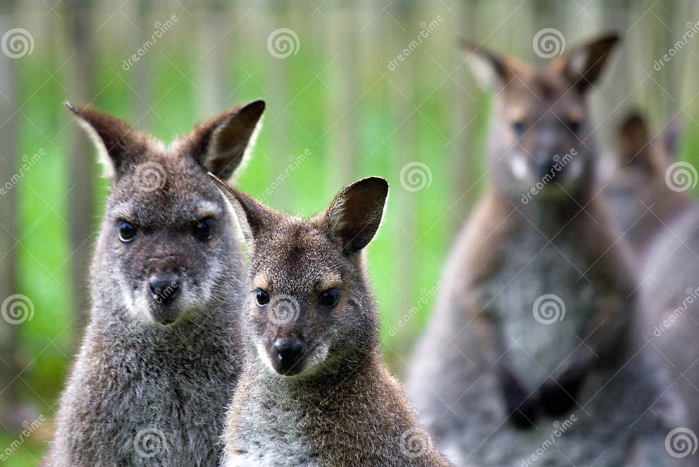 Three Funny Wallabies on a Row Stock Image - Image of face, furry: 16898229