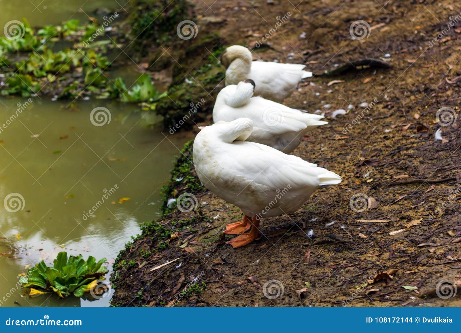 Three funny white geese stock photo. Image of swan, orange - 108172144