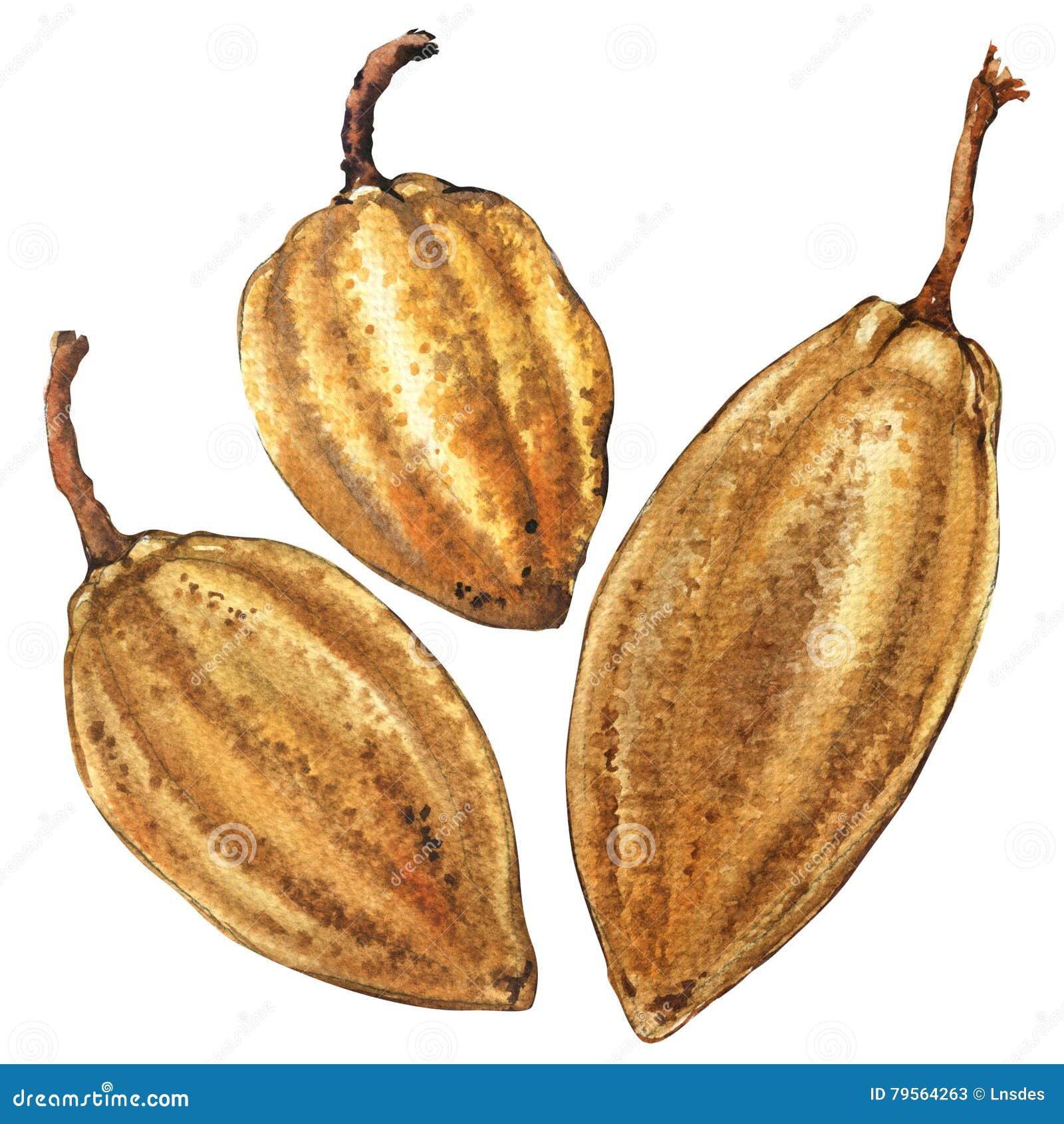 Three Furry Boab Nut, Watercolor Illustration On White | CartoonDealer ...