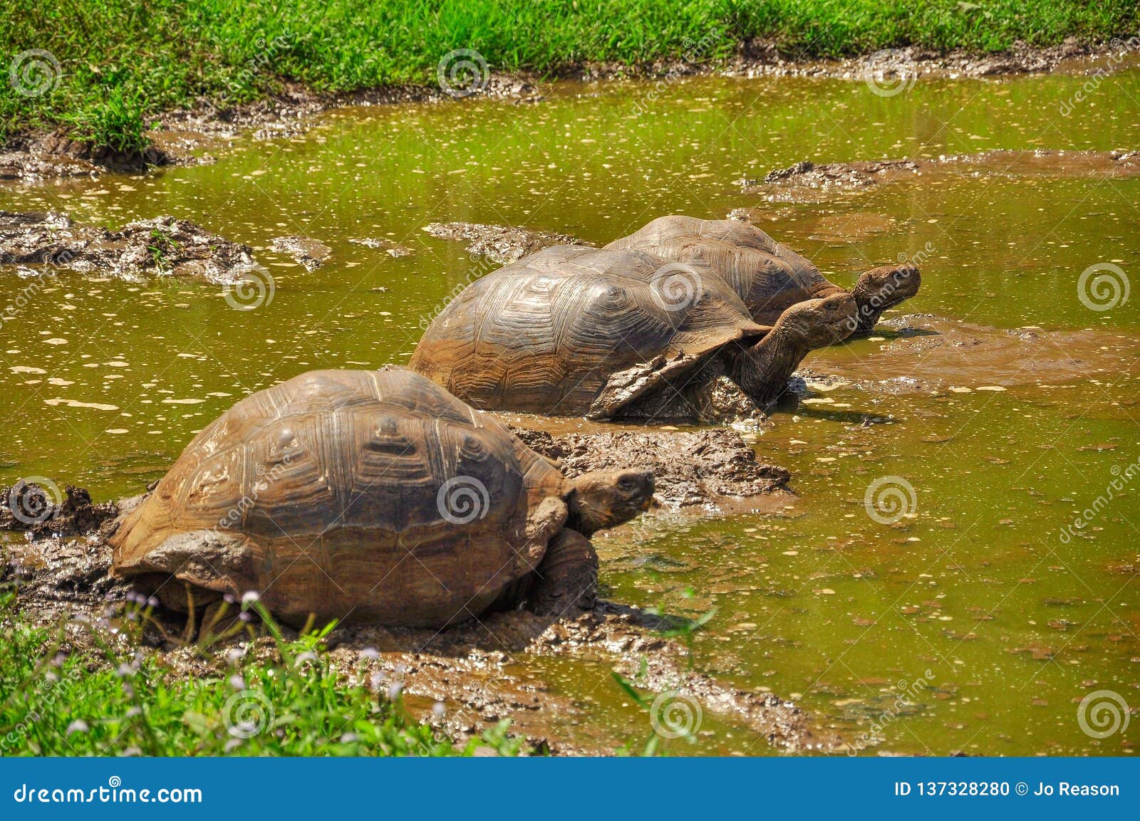 Three Galapagos Tortoise in Water Stock Photo - Image of species ...