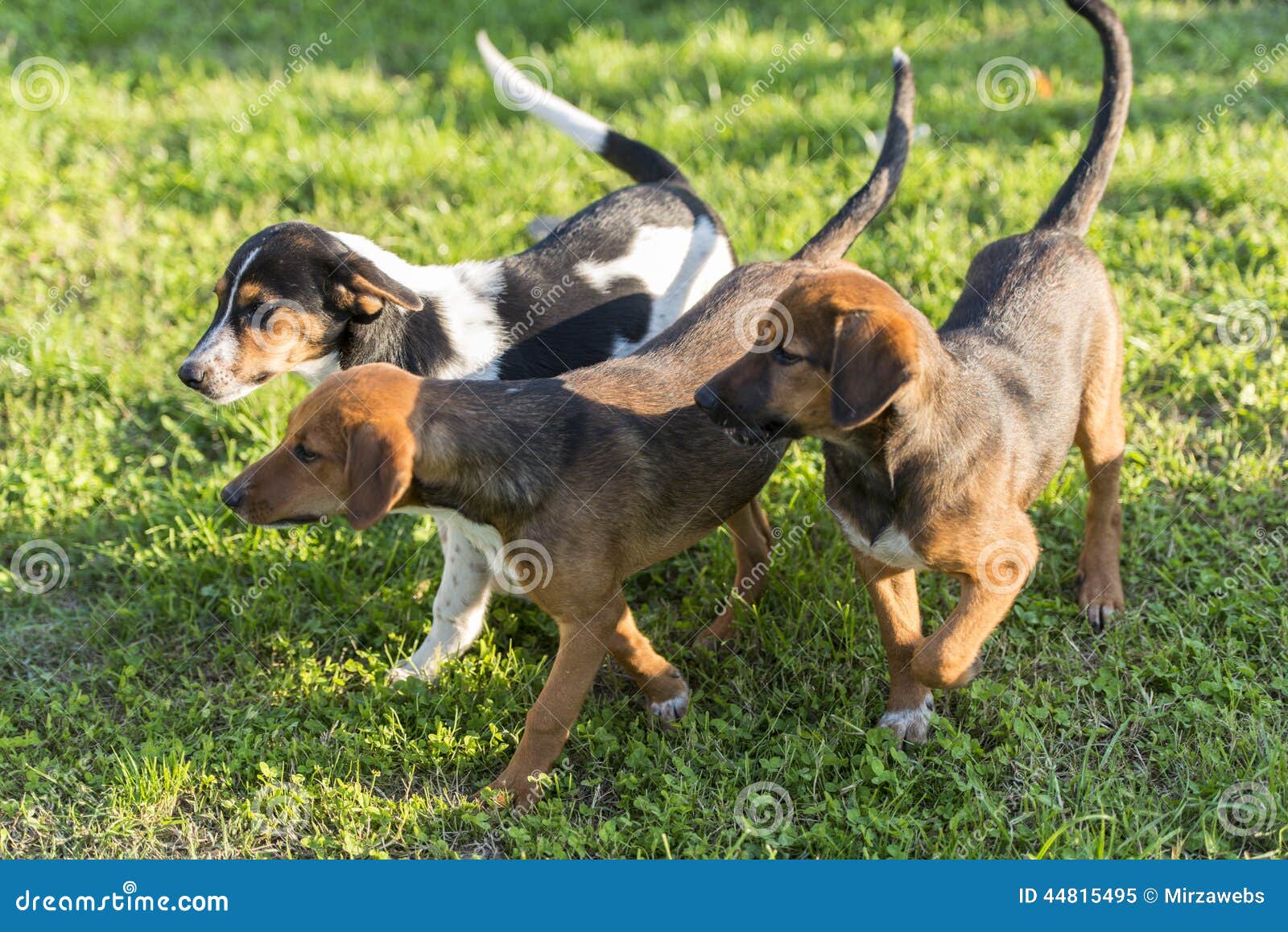 Three gang dogs stock image. Image of lifestyle, open - 44815495