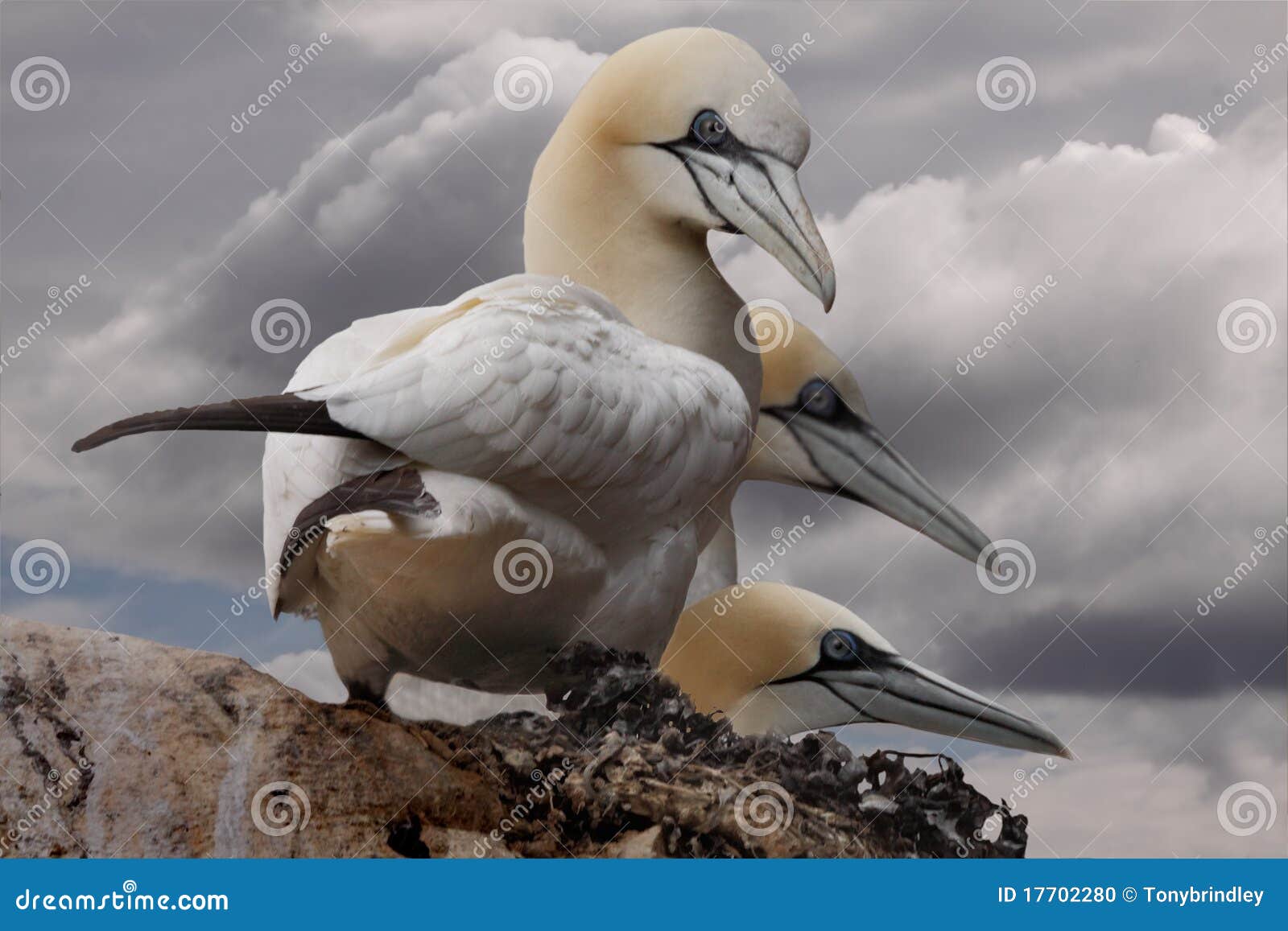Three Gannets stock photo. Image of birds, scotland, adults - 17702280