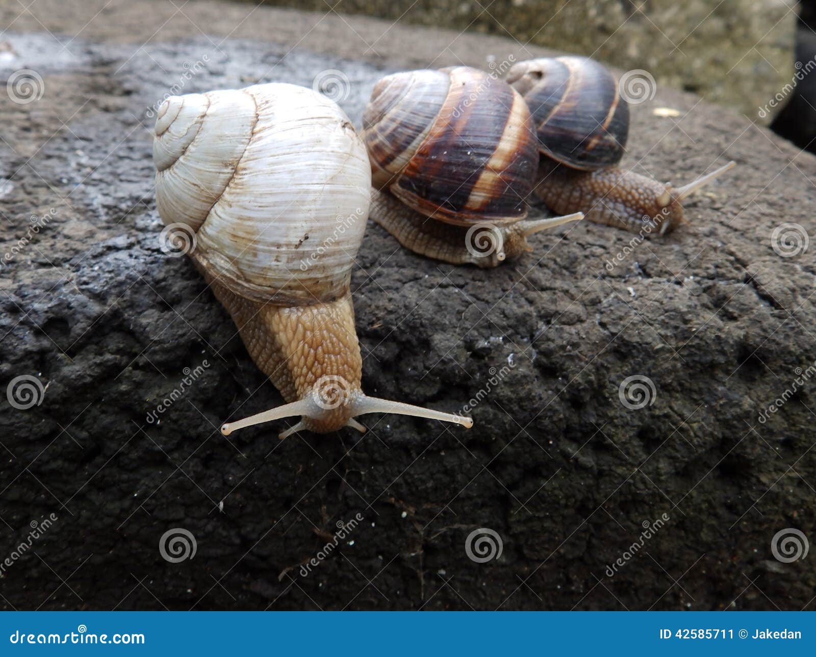 Three garden snails stock image. Image of wildlife, wild - 42585711