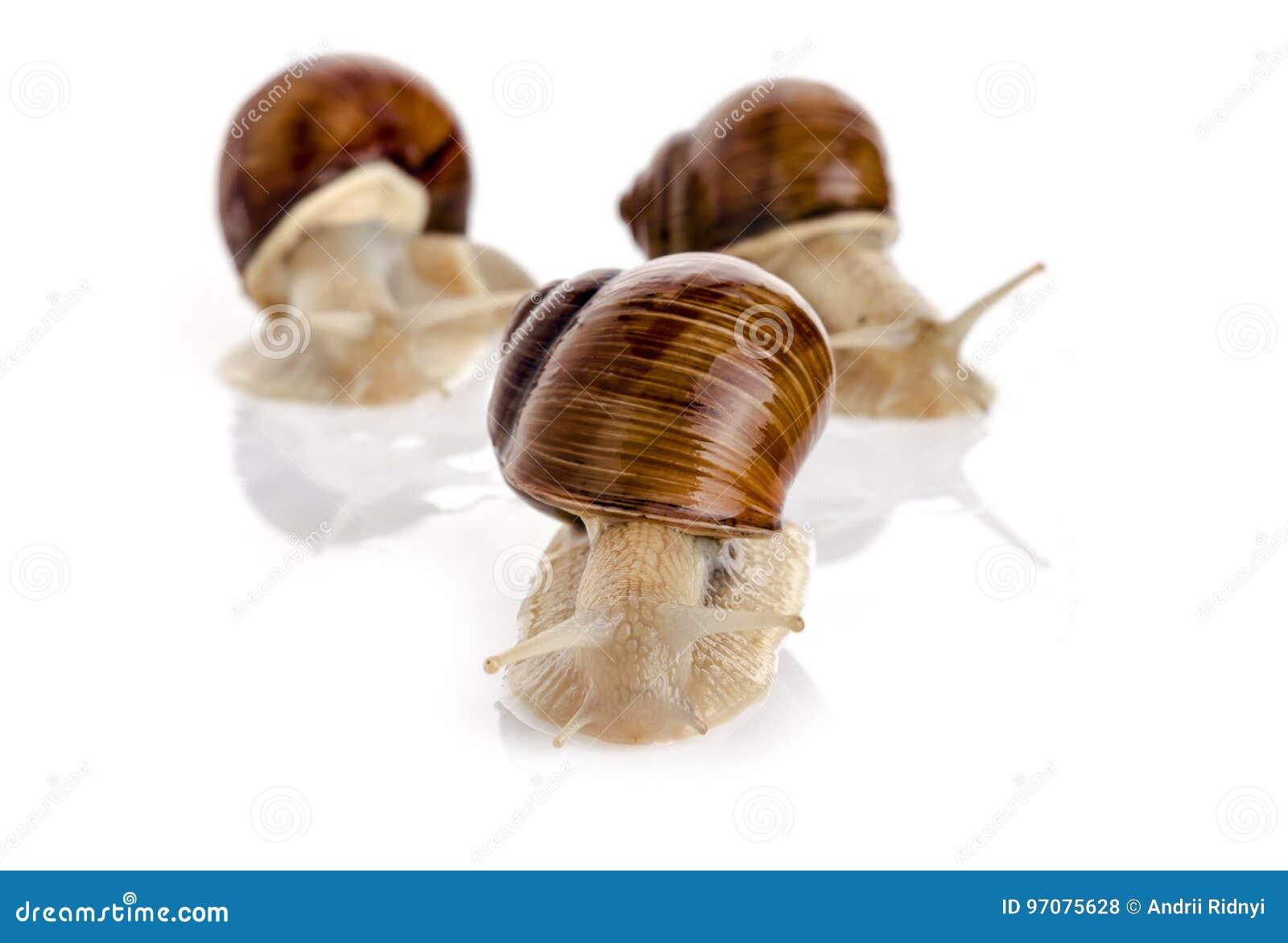 Three garden snails stock photo. Image of drooling, food - 97075628