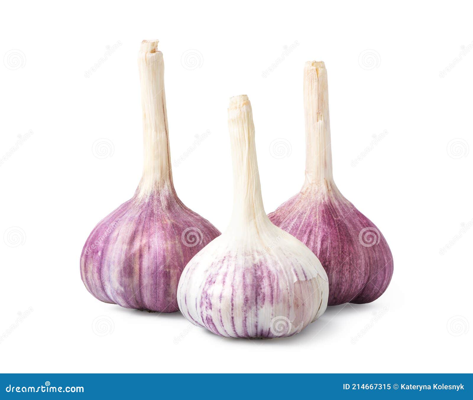 Three garlic heads stock image. Image of closeup, close - 214667315