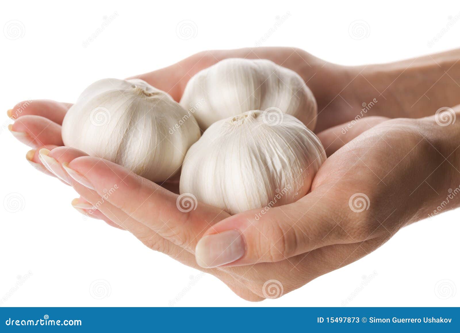 Three Garlic Heads in Woman Hand Isolated Stock Image - Image of ...