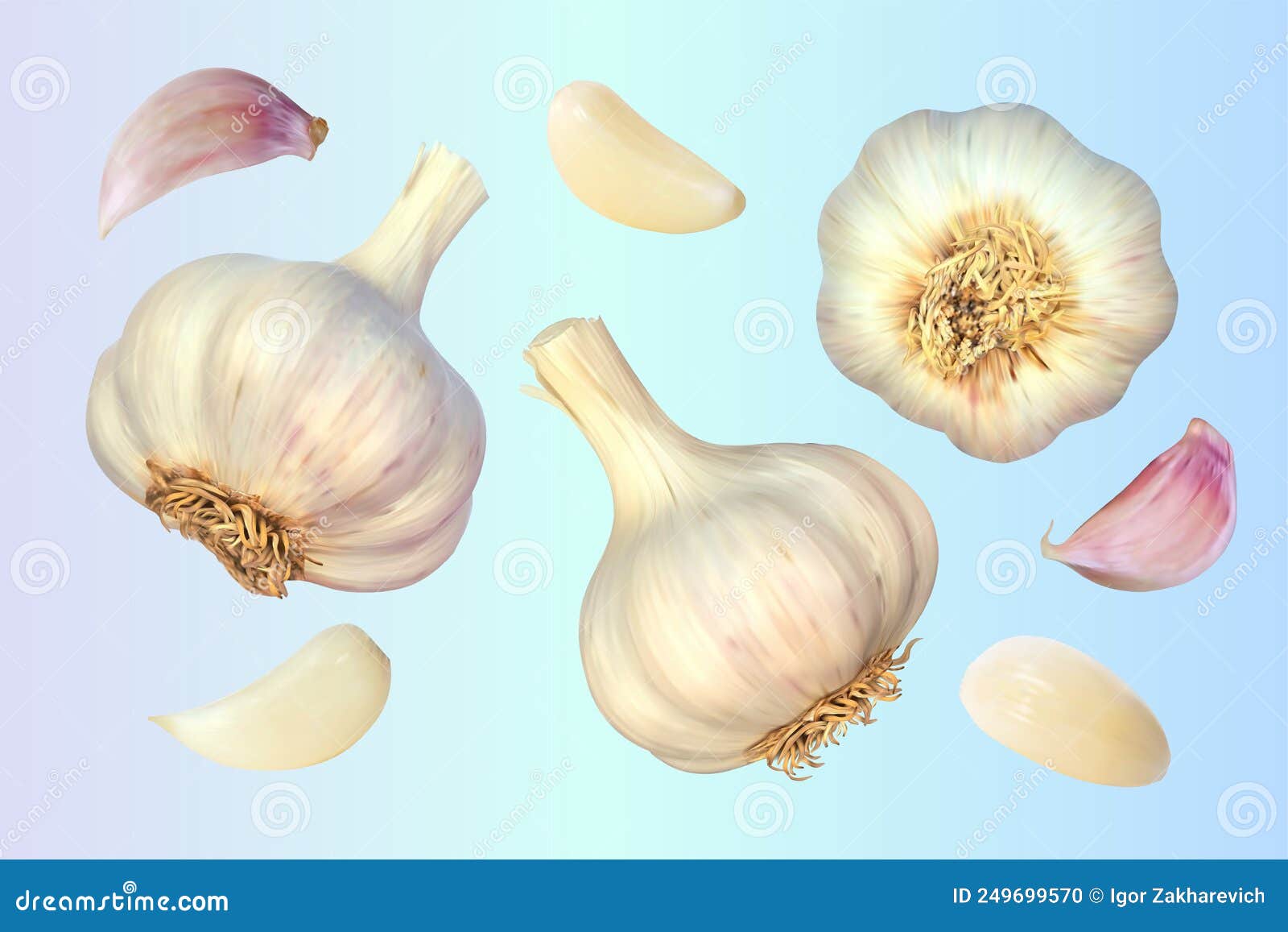 Three Garlic. Isolated Vector Stock Illustration - Illustration of ...