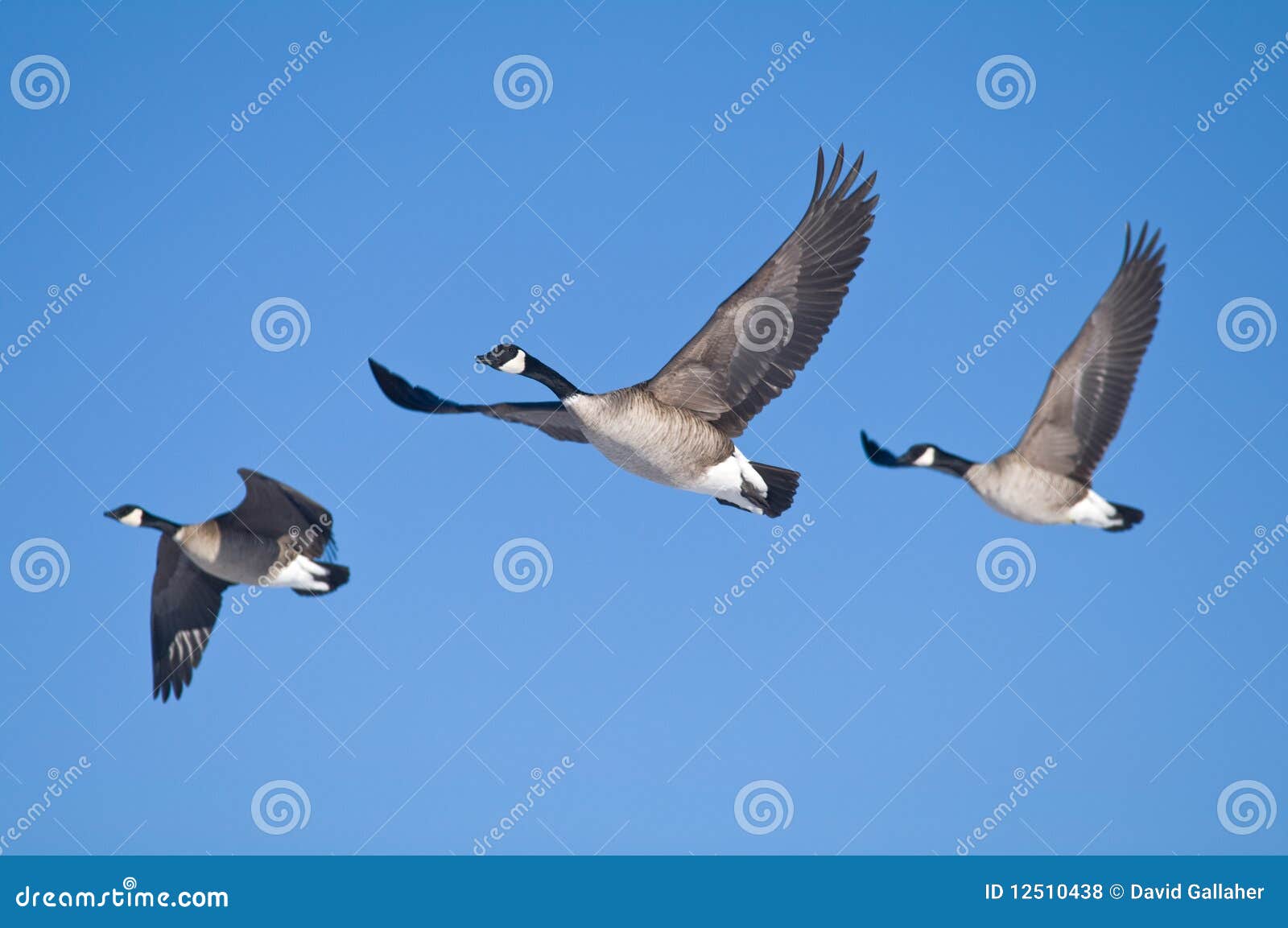 Three Geese stock photo. Image of fowl, bird, nature - 12510438
