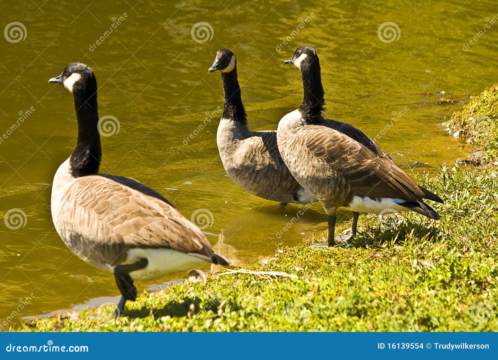 Three Geese stock photo. Image of wading, brown, staring - 16139554