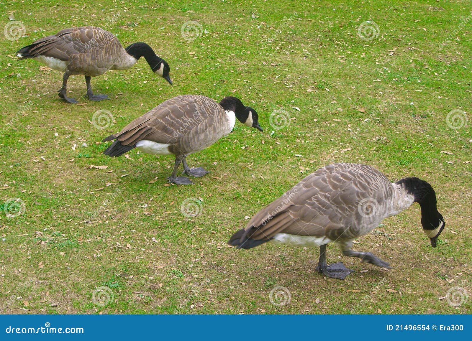 Three geese stock photo. Image of wildlife, feed, goose - 21496554