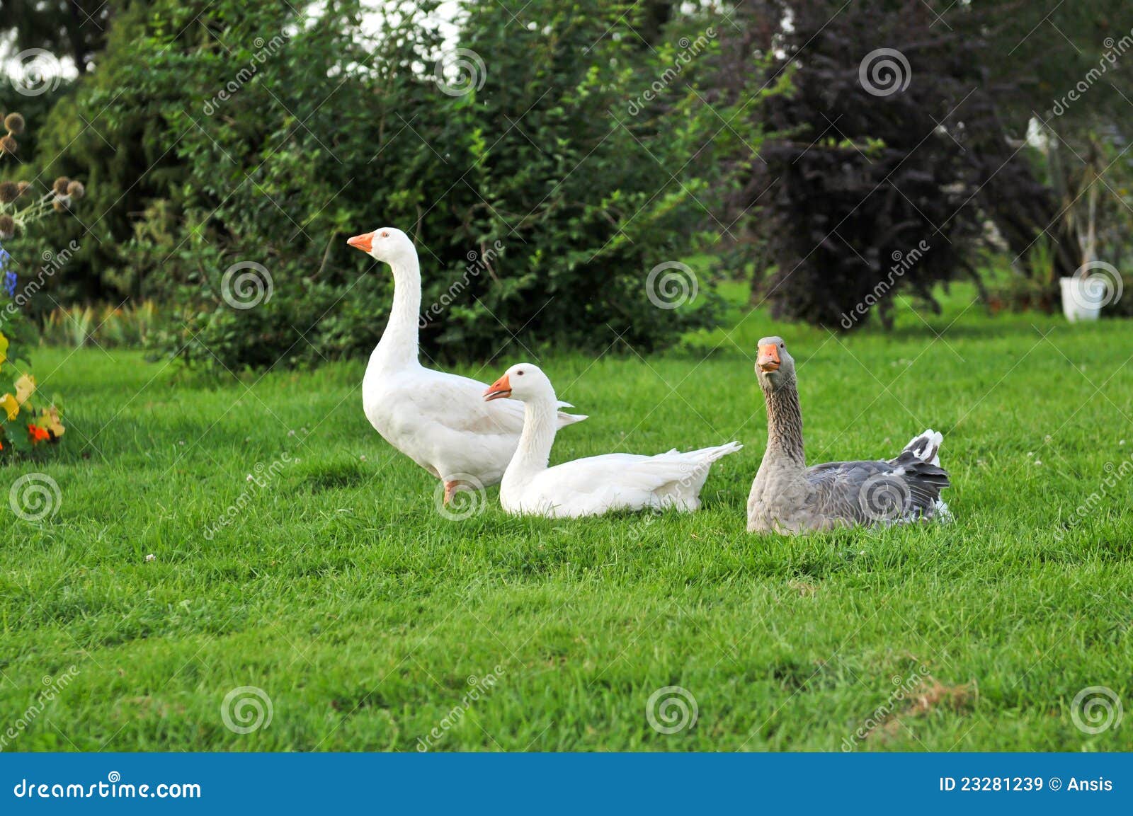 Three geese stock image. Image of poultry, farm, meadow - 23281239