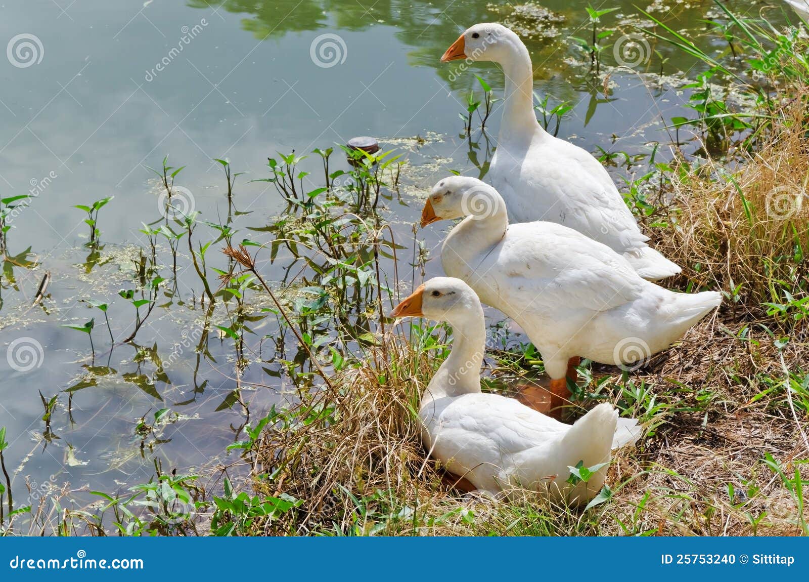 Three geese stock photo. Image of nice, studly, fence - 25753240
