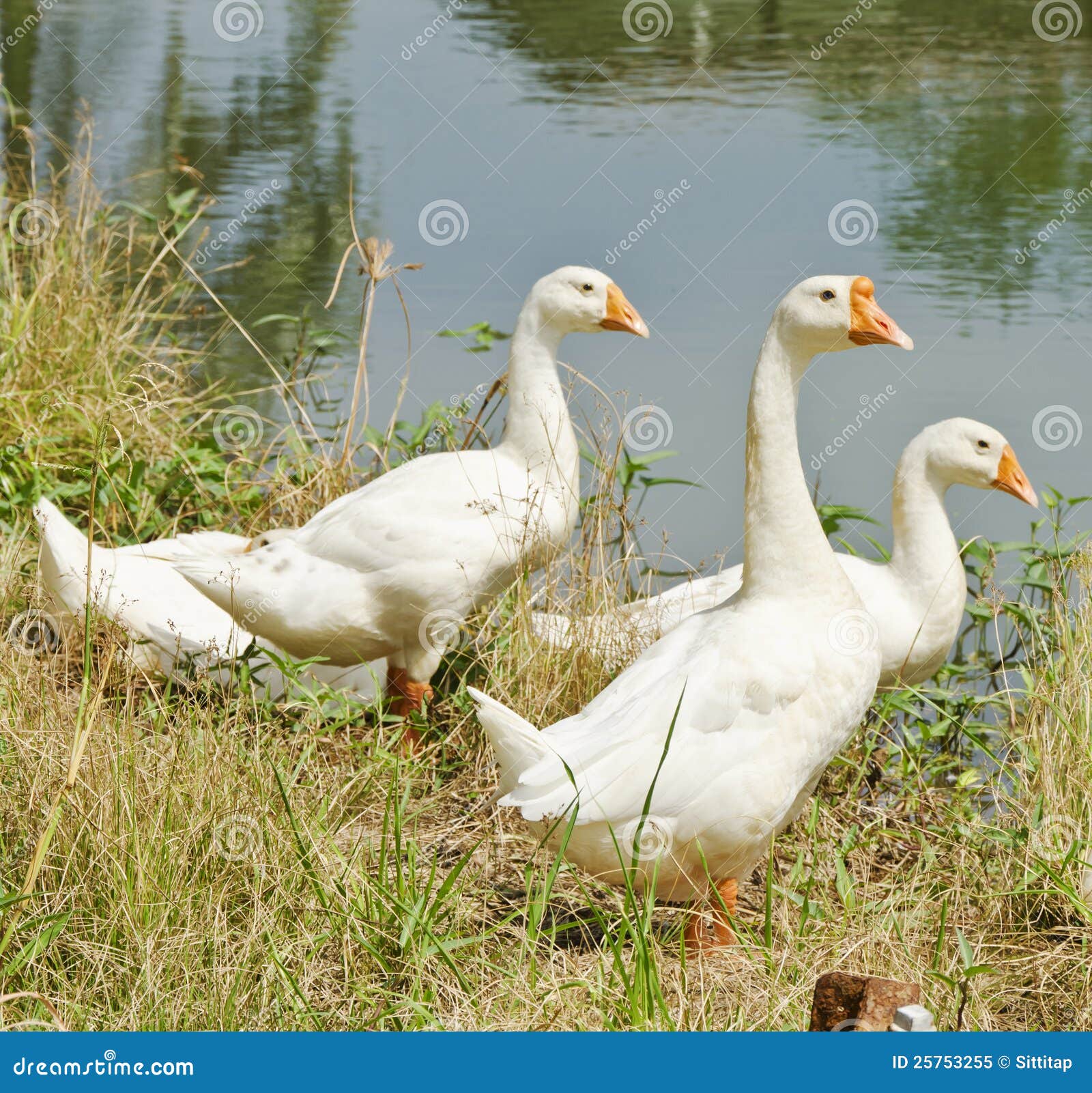Three geese stock image. Image of nature, meadow, geese - 25753255