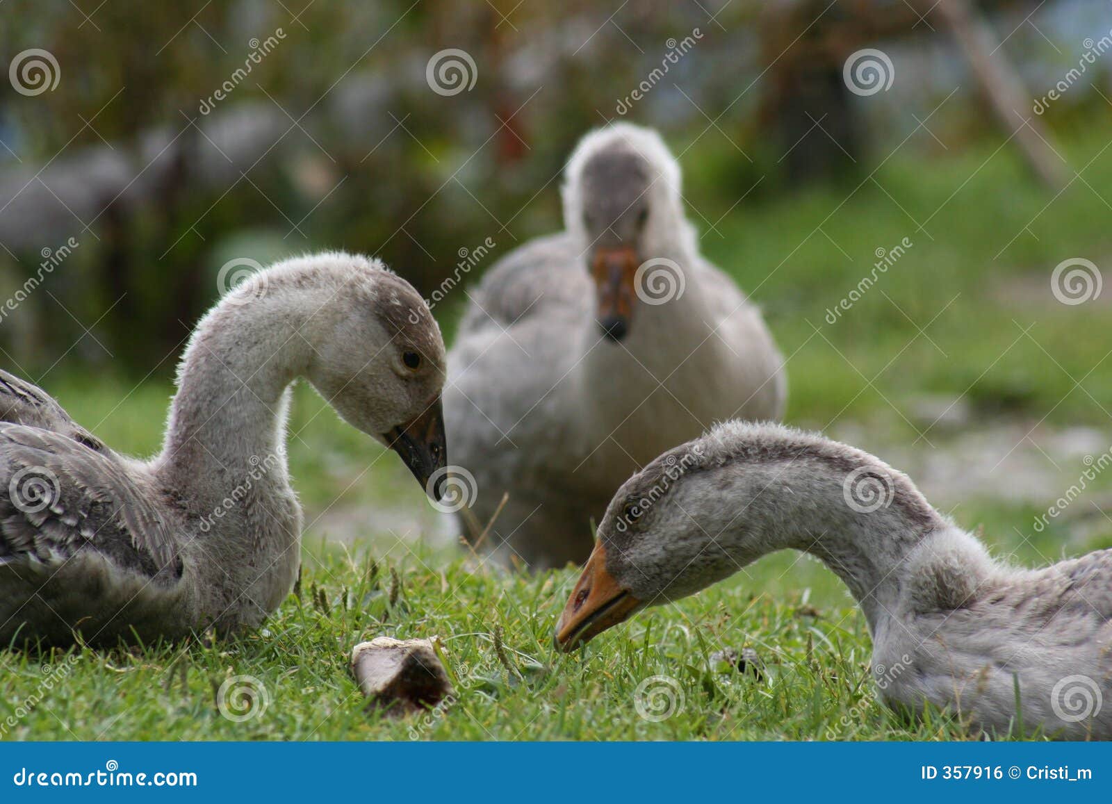 Three geese stock photo. Image of rustic, three, long, animal - 357916