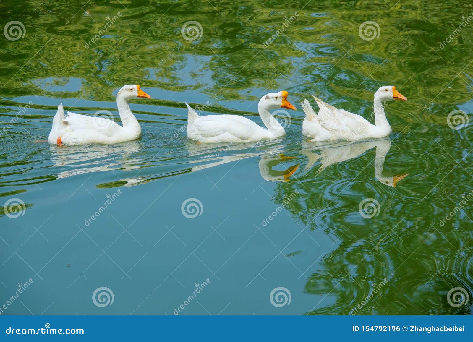 Three geese stock photo. Image of waterfowl, swim, animals - 154792196