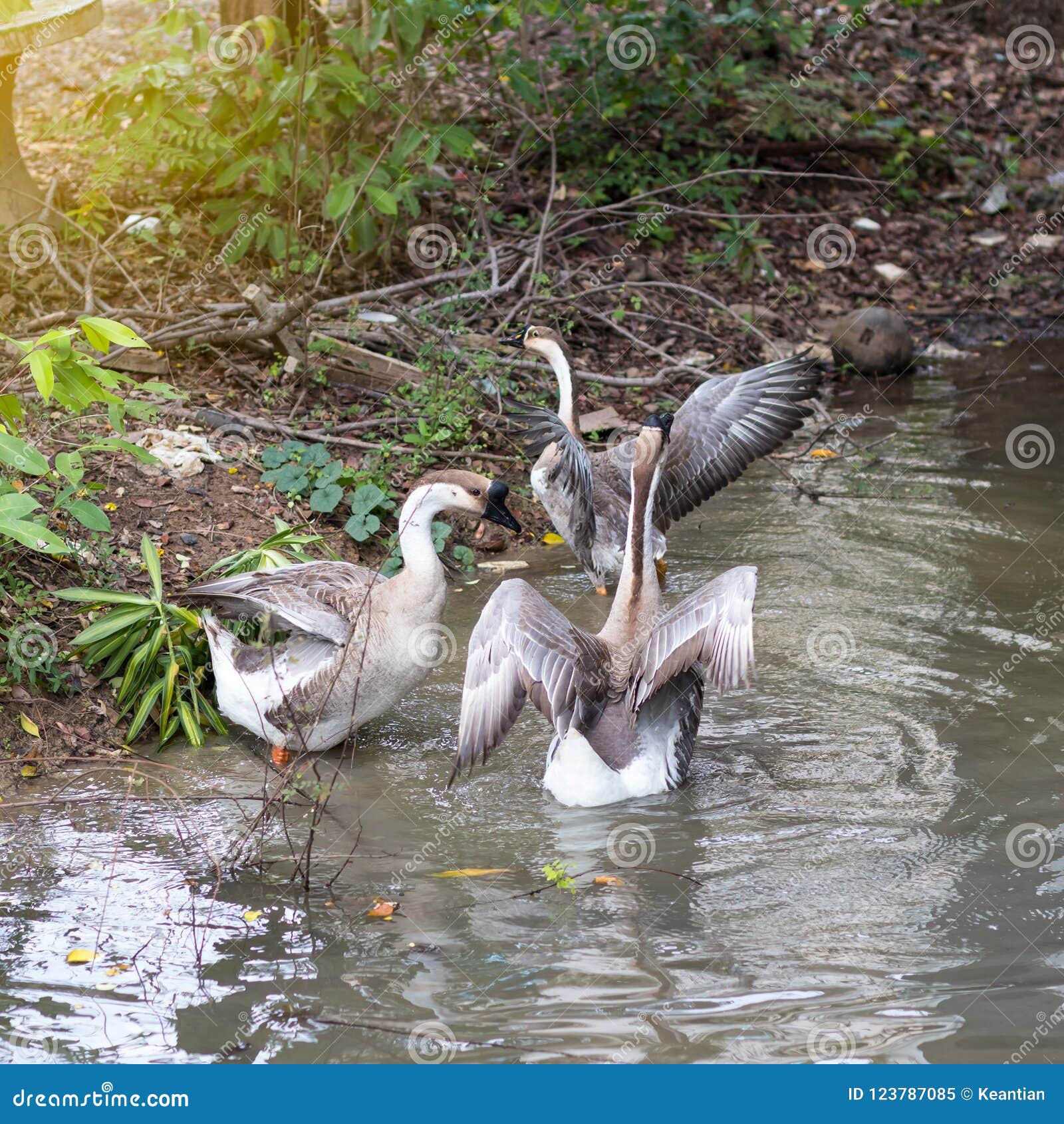 Three geese fluttering. stock image. Image of environment - 123787085