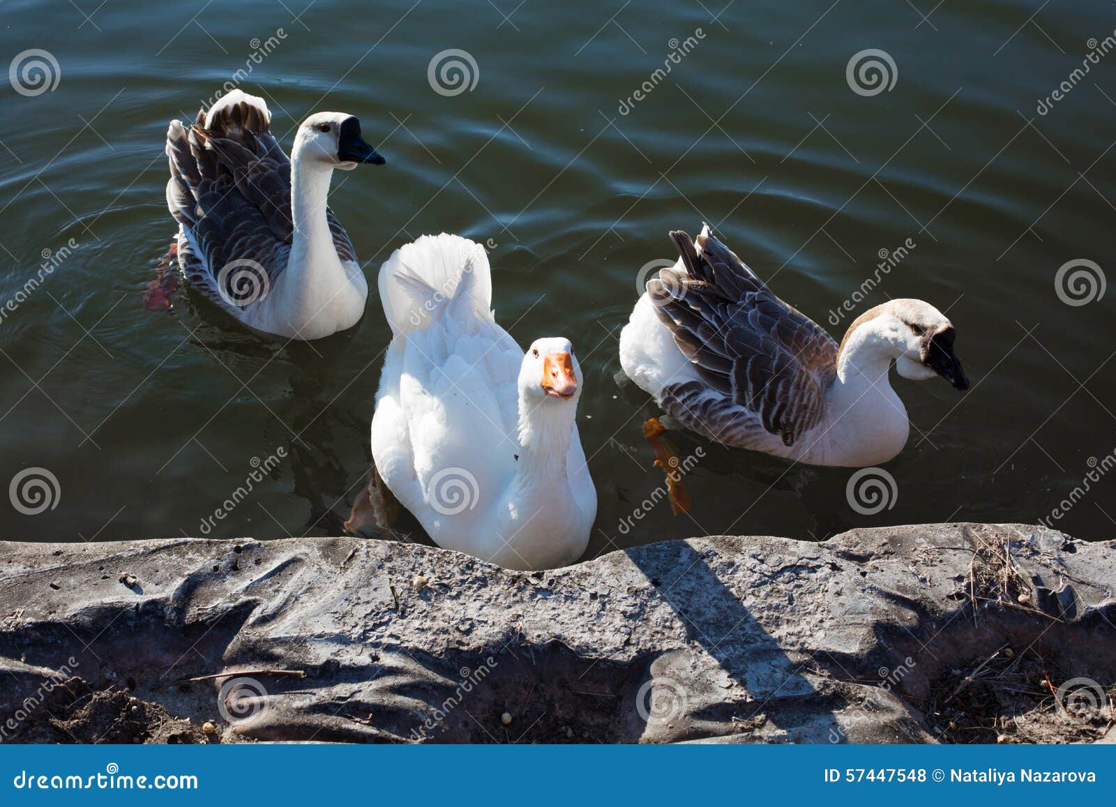 Three Geese in the Lake stock photo. Image of spring - 57447548