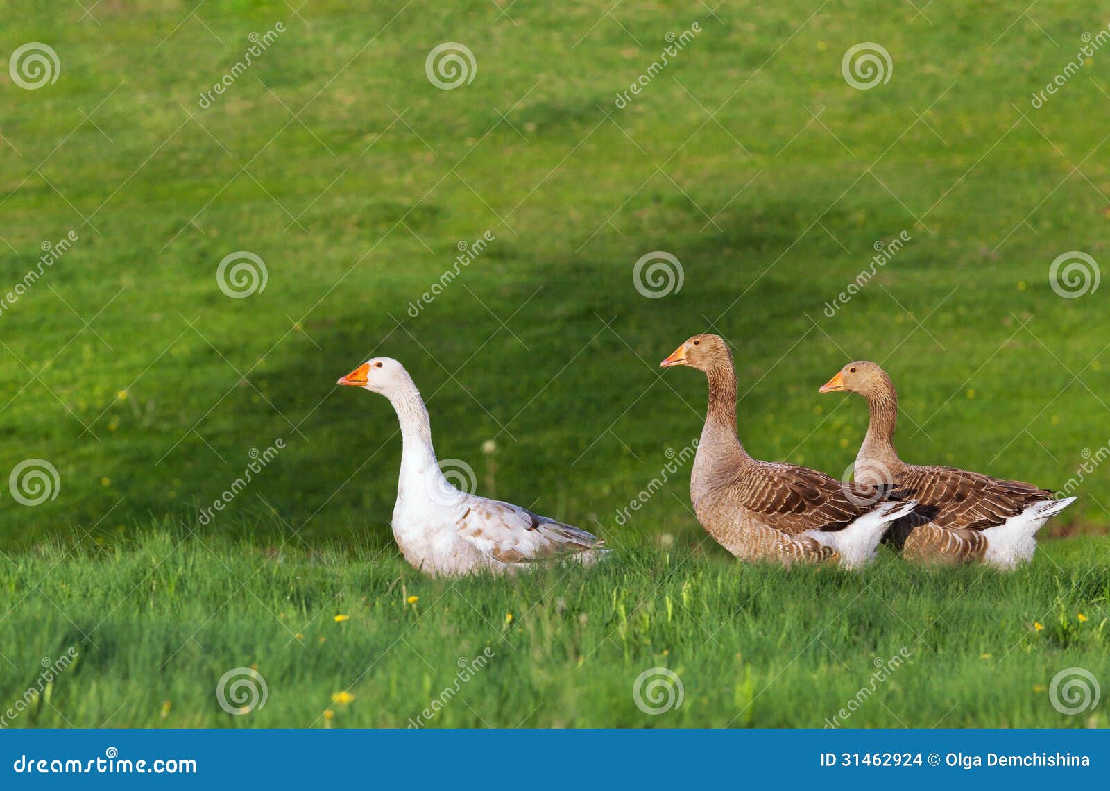 Three geese in nature stock photo. Image of walking, waterfowl - 31462924