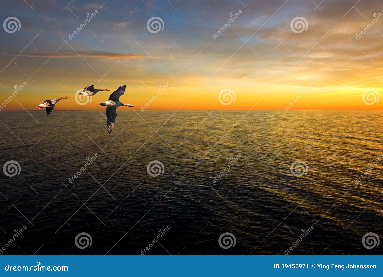 Three geese stock image. Image of geese, migrating, ocean - 39450971