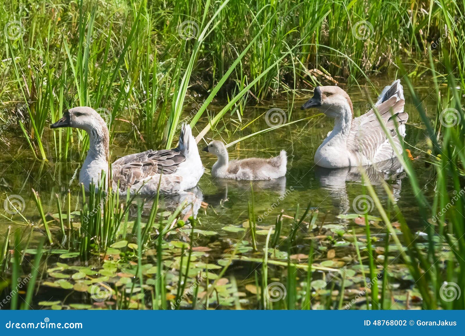Three geese in pond stock photo. Image of animals, fauna - 48768002