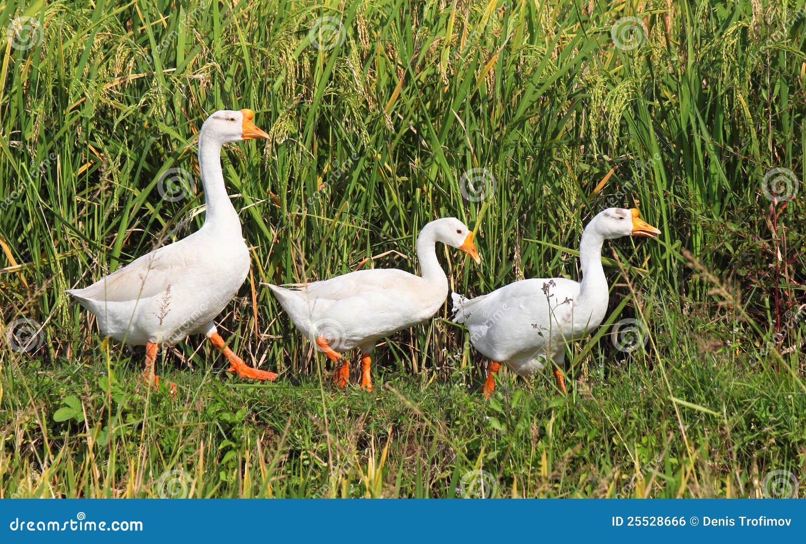 Three Geese in a Row on a Rice Field Stock Photo - Image of field ...