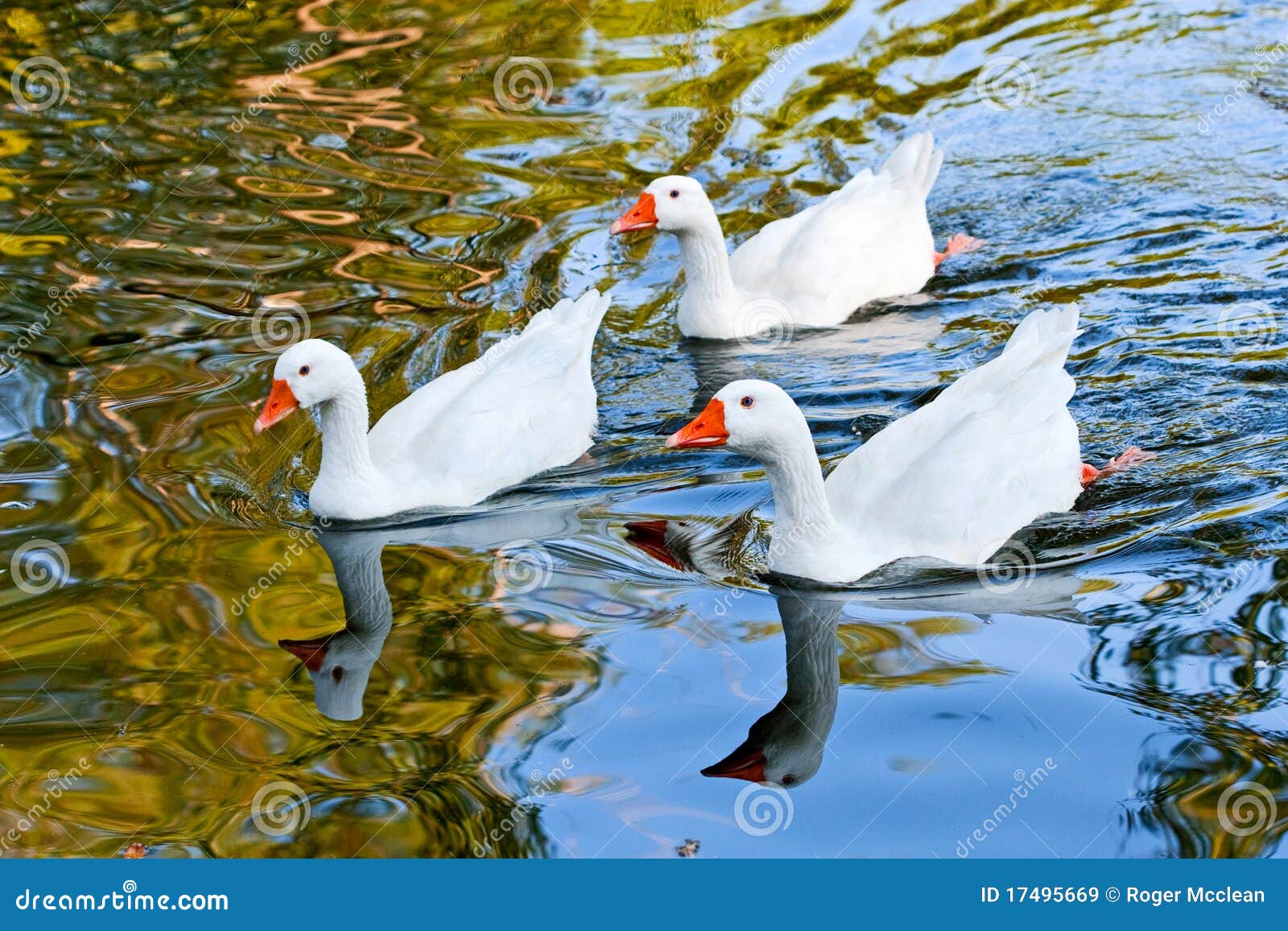 Three geese swimming stock image. Image of group, animal - 17495669