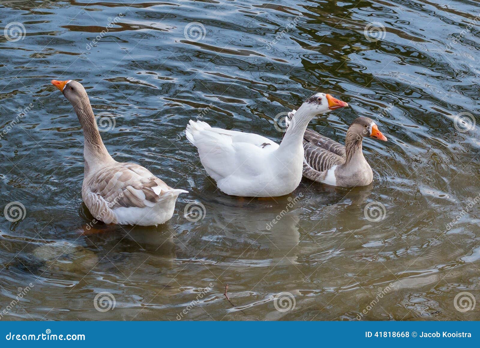 Three Geese Swimming in Water Stock Photo - Image of goose, dutch: 41818668