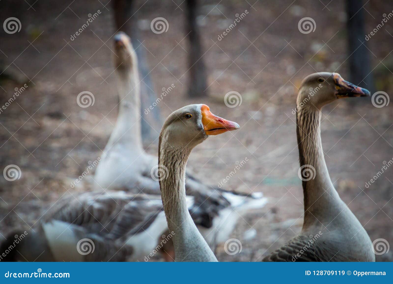Three Geese Walking Around in Their Enclosure Stock Image - Image of ...