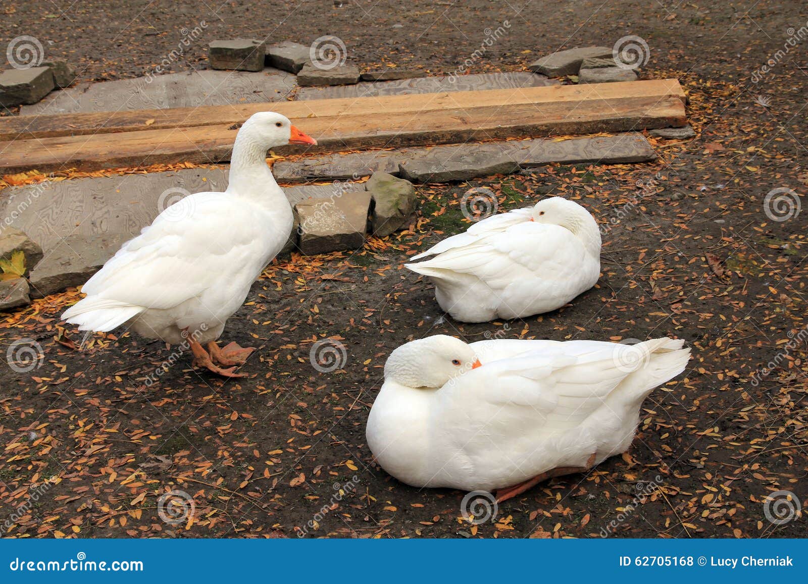 Three Geese stock photo. Image of color, geese, stone - 62705168
